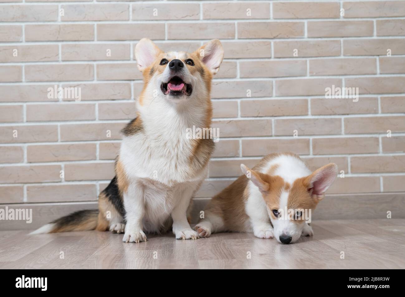 Pembroke corgi mom and puppy on the background of a brick wall. Dog ...