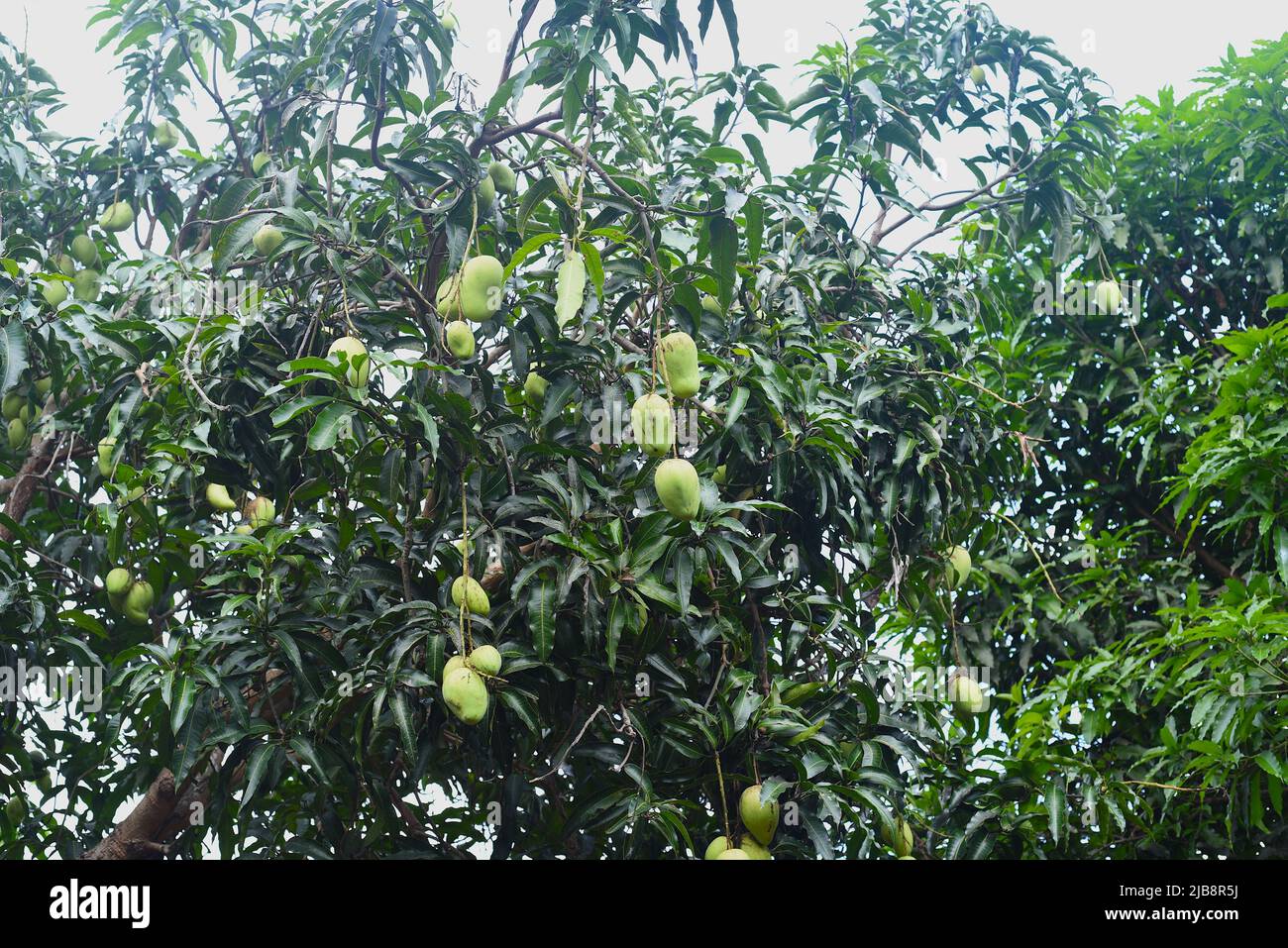 Mango tree asia hi-res stock photography and images - Alamy