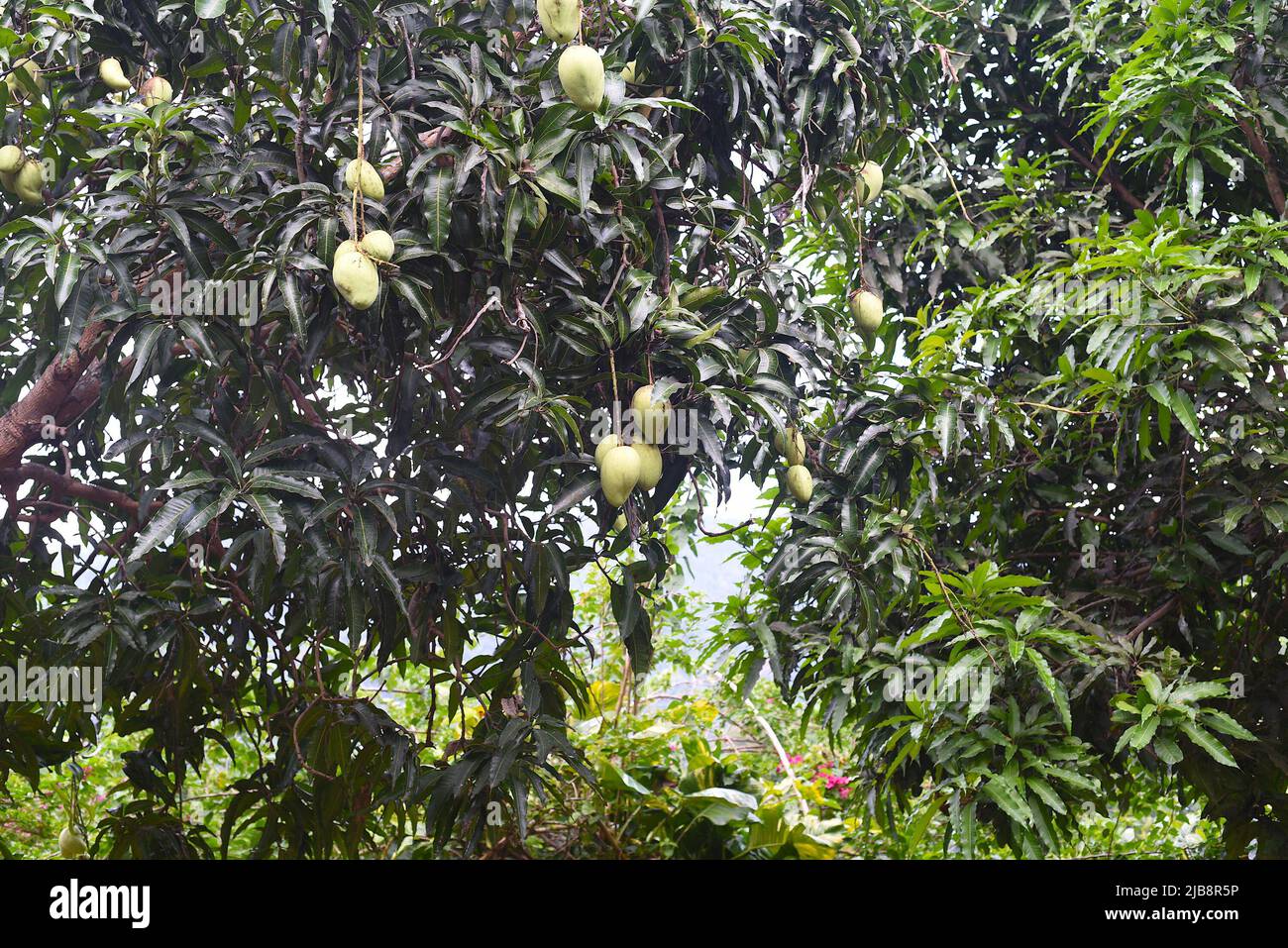 Mangoes growing mango tree hi-res stock photography and images - Alamy