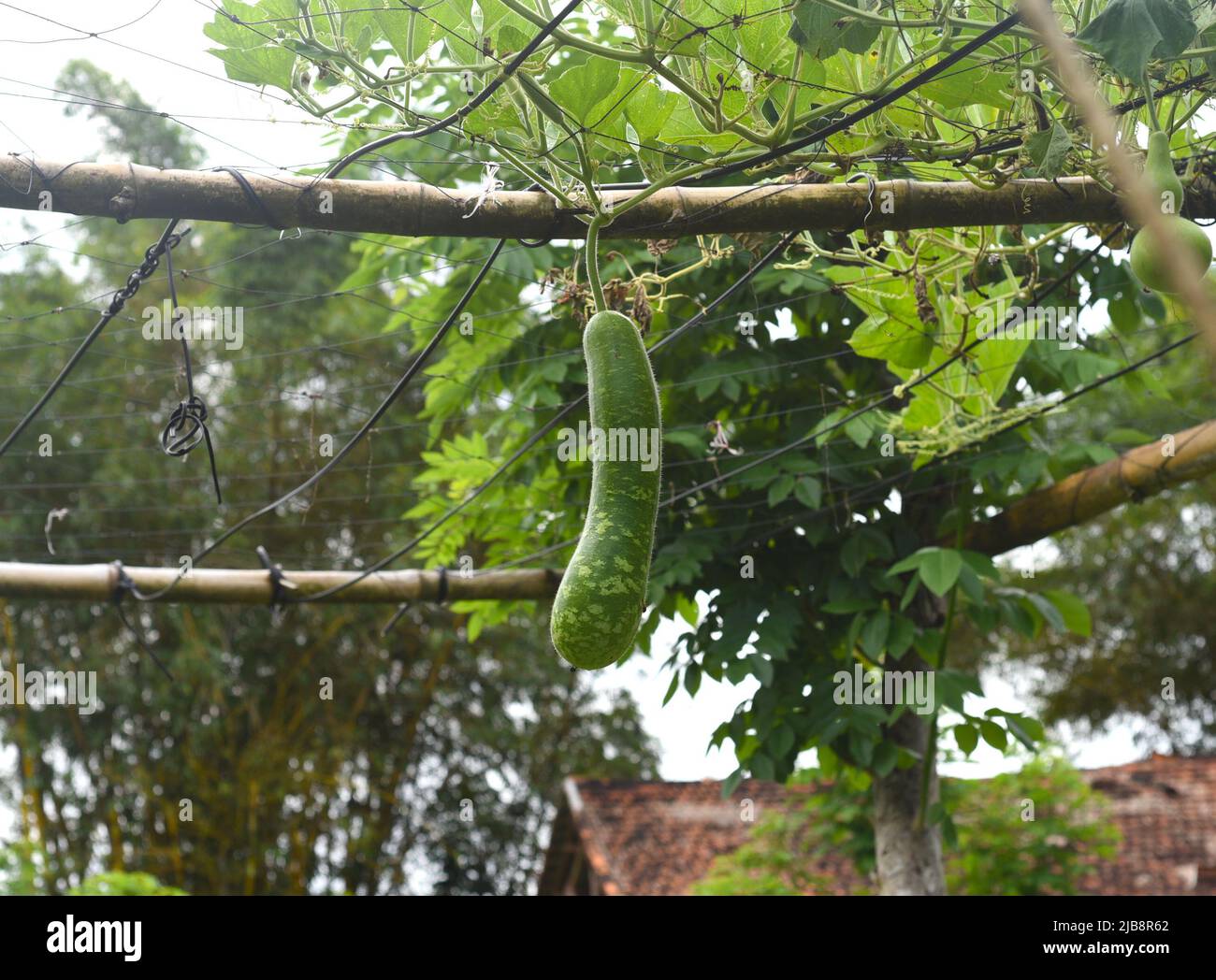 Calabash vegetable also known as bottle gourd, white-flowered gourd ...