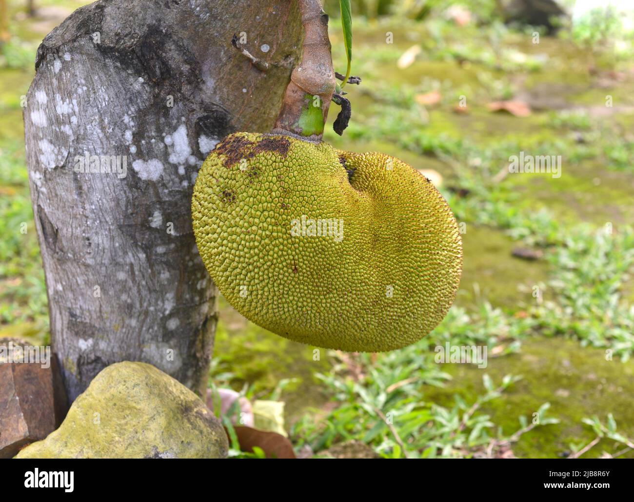 Jackfruit (Artocarpus heterophyllus), also known as jack tree Stock ...