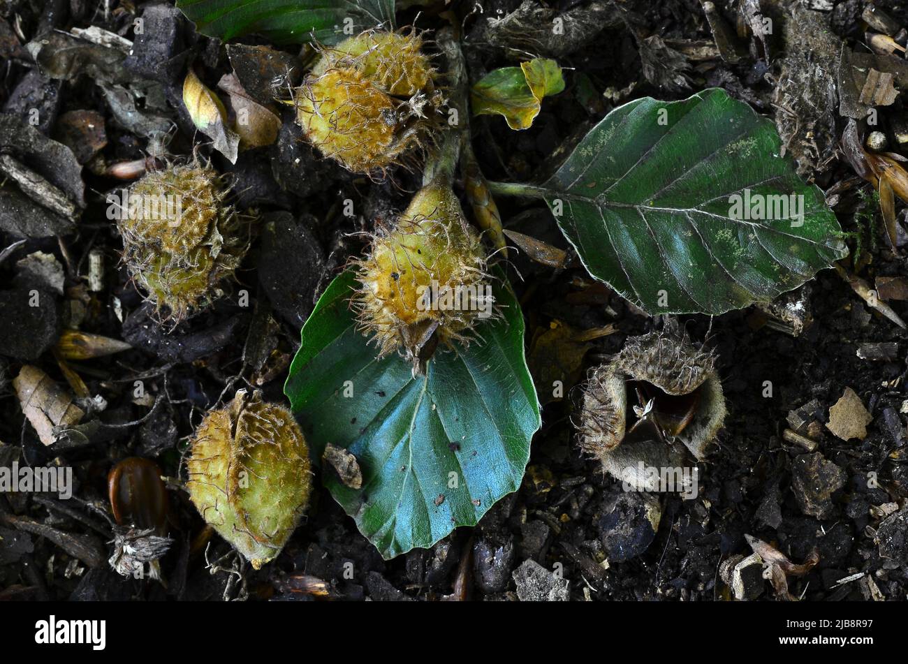 Beech mast uk hi-res stock photography and images - Alamy