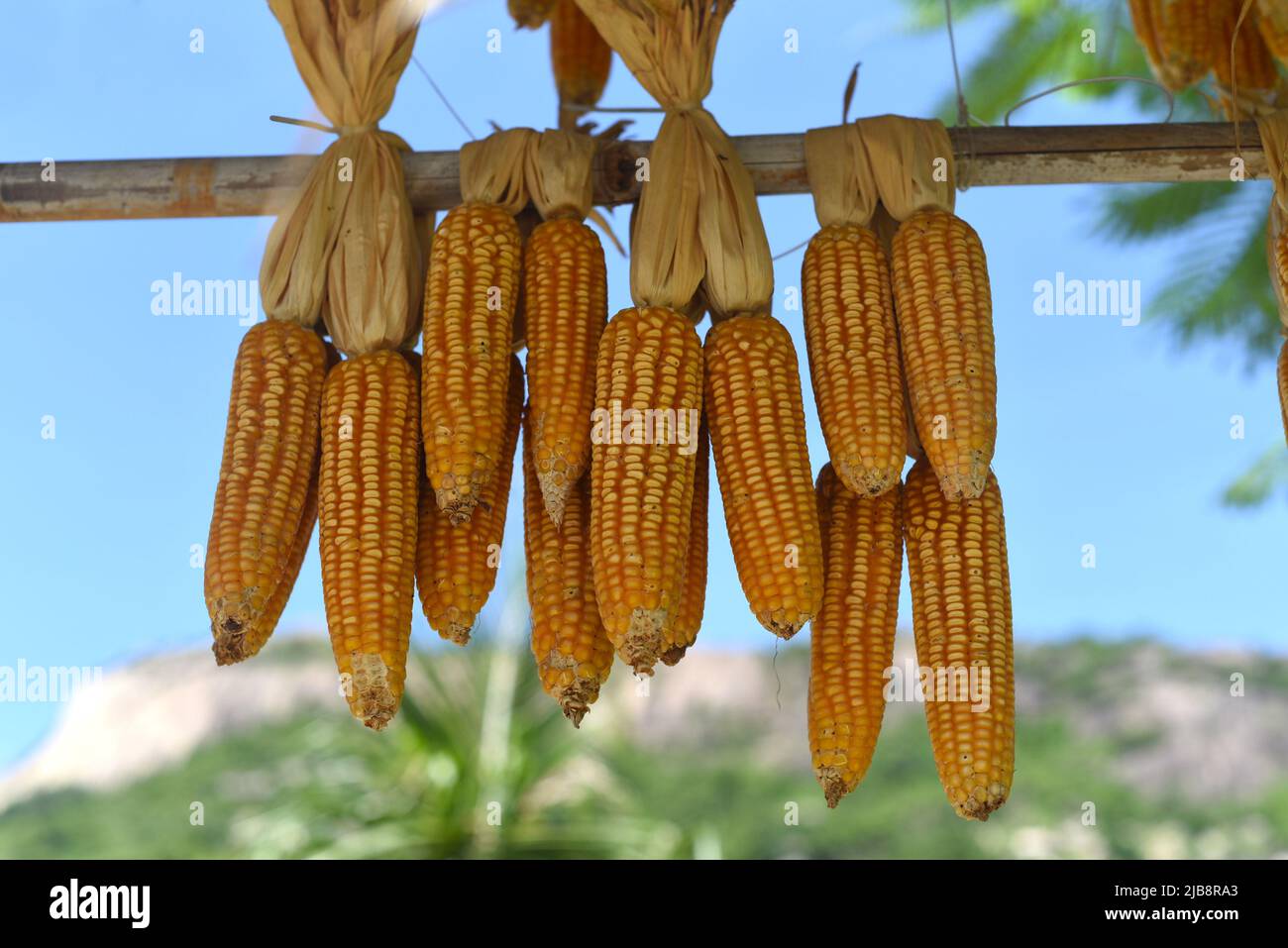 Many corns hanging on a farm against blue background Stock Photo - Alamy