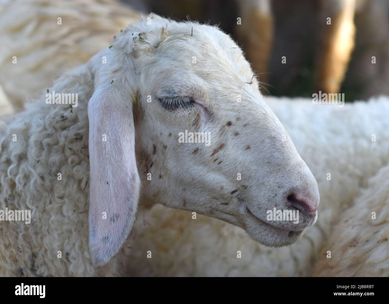 Sheep resting in the sun hi-res stock photography and images - Alamy