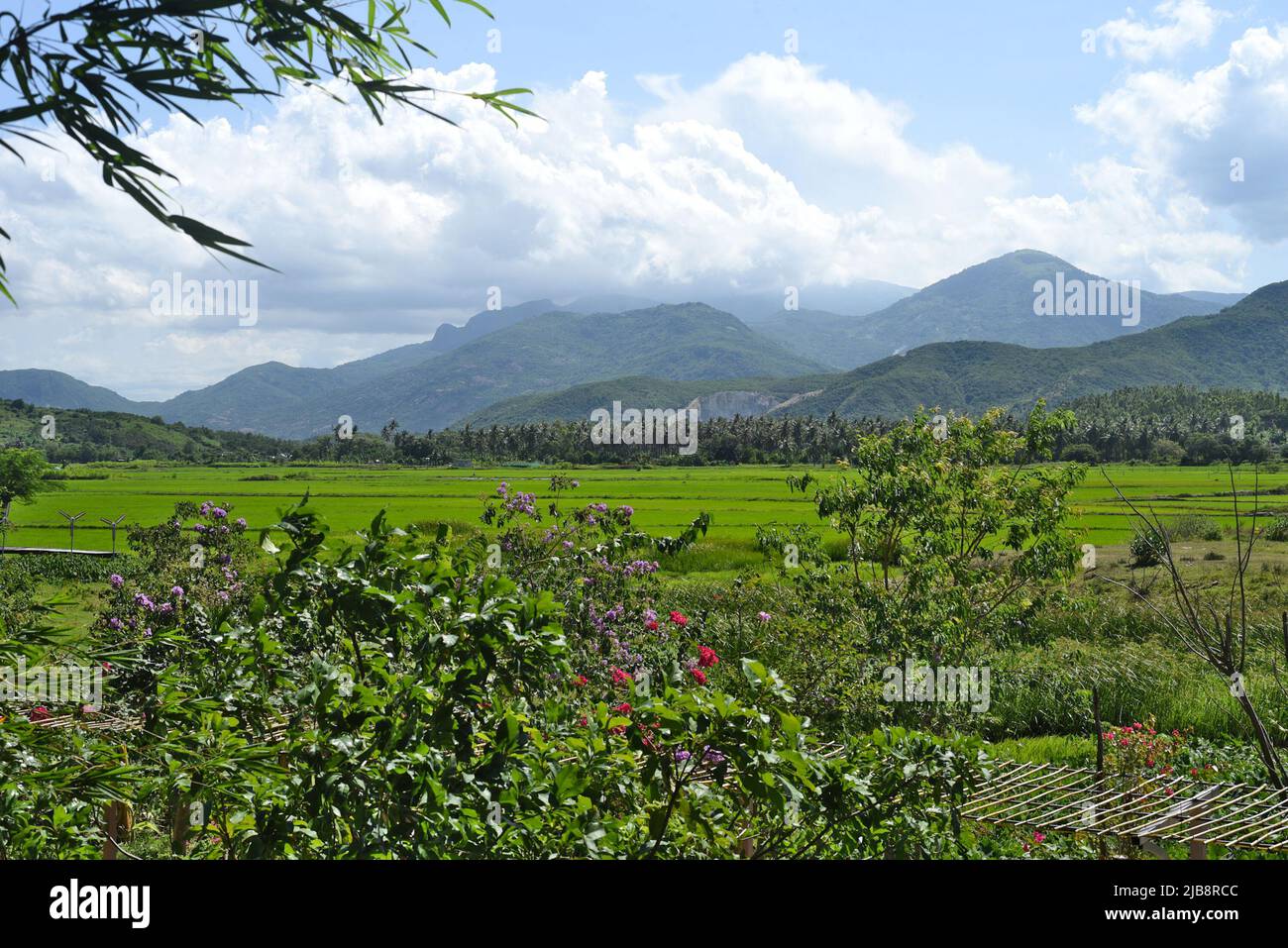 Rural landscape with rice fields in Vietnam Stock Photo - Alamy
