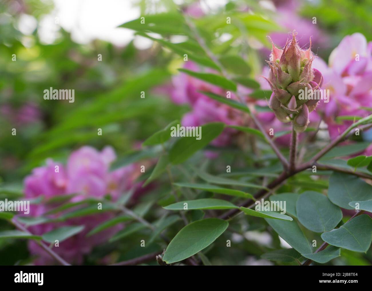 Pink Acacia Flower Closeup Robinia Pseudoacacia Stock Photo - Alamy