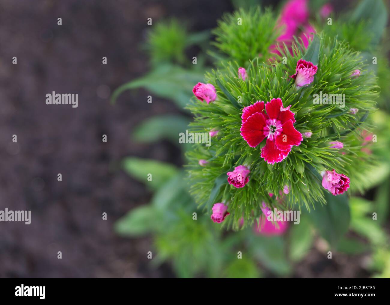 Carnation yellow dianthus caryophyllus hi-res stock photography and ...