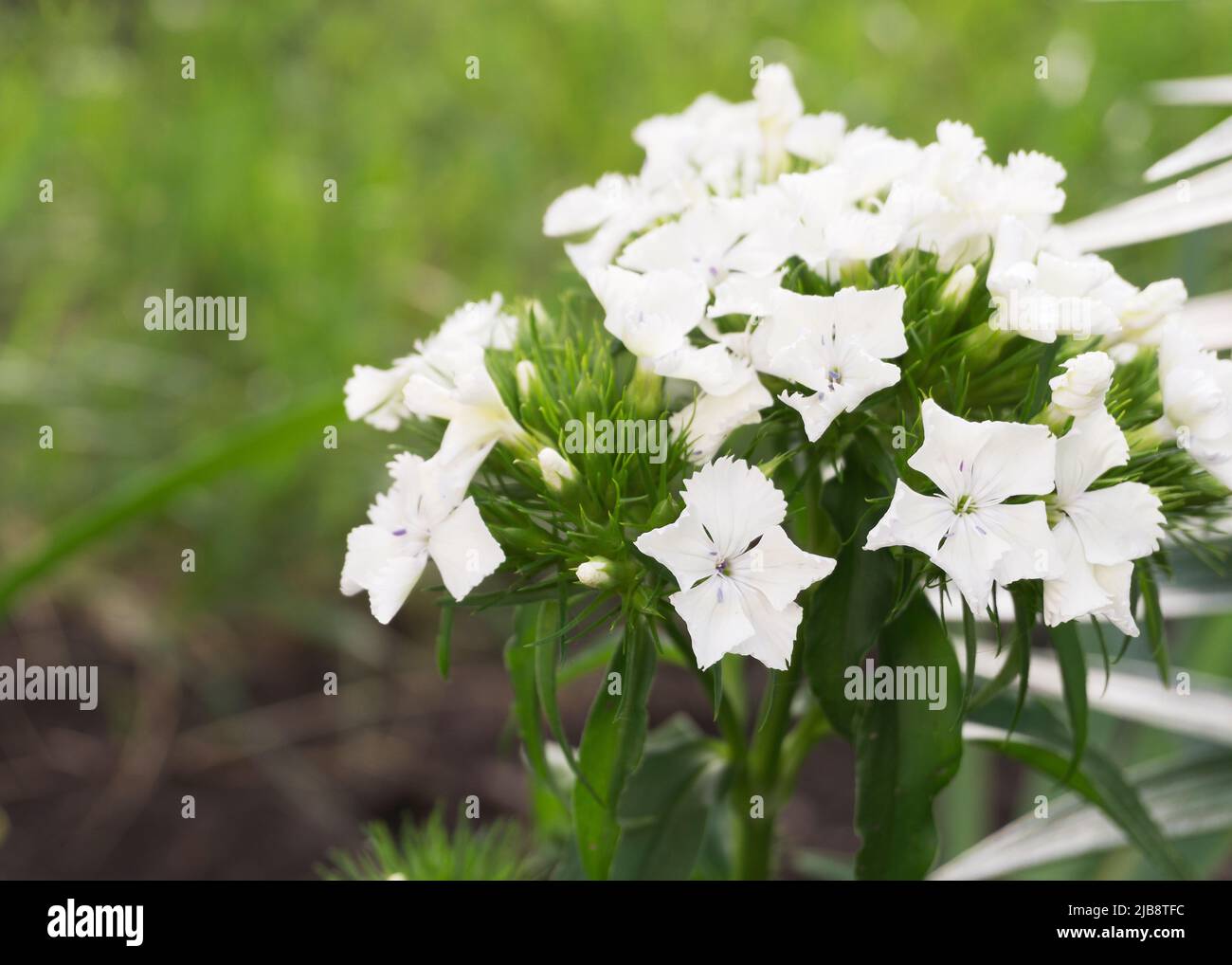 White carnation flower close up Stock Photo - Alamy