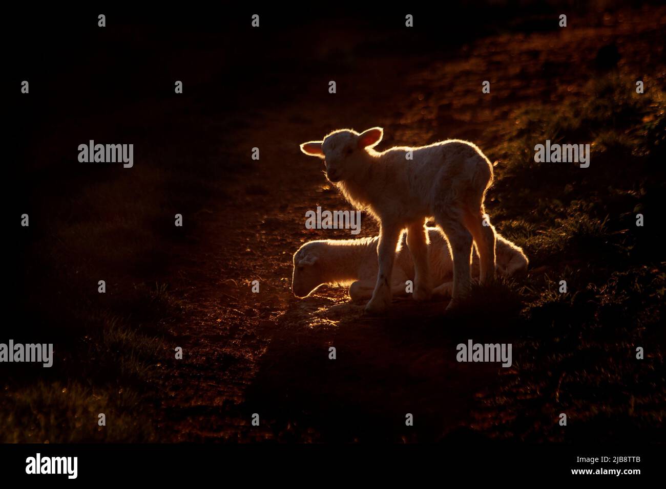 silhouette of lambs in backlight Stock Photo - Alamy