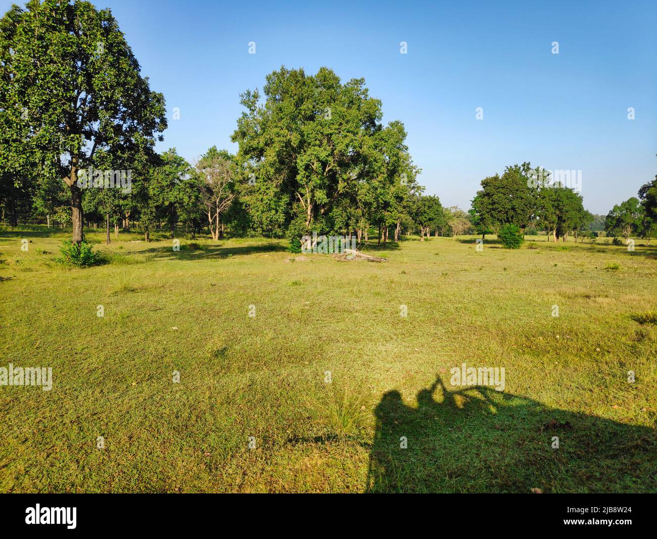 Shadow of tourists on a safari in a tropical forest in a national park ...