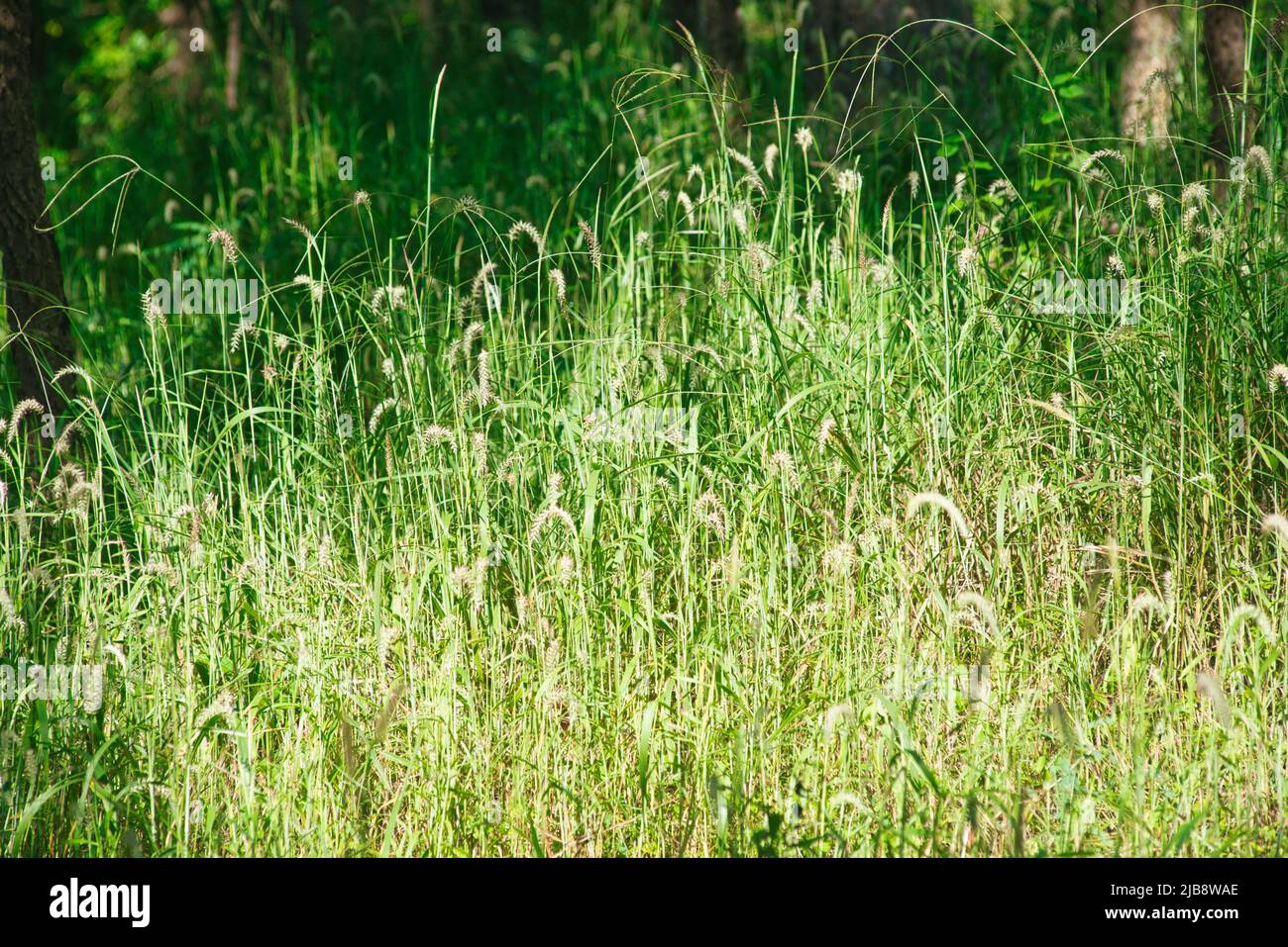 Grass in a tropical forest in a natural reserve in Asia Stock Photo - Alamy