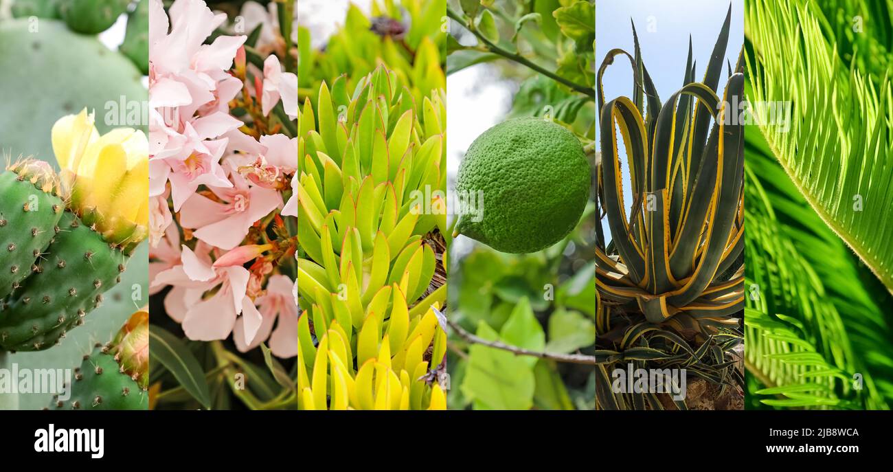 Summer collage of different tropical plants, closeup Stock Photo - Alamy