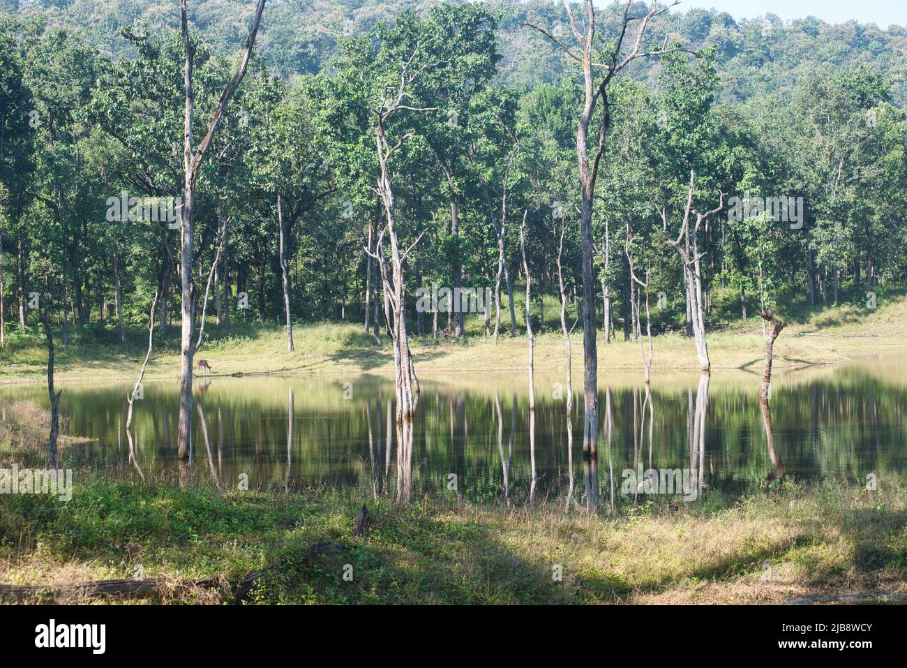 A pond in a tropical forest in a national park in India Stock Photo - Alamy