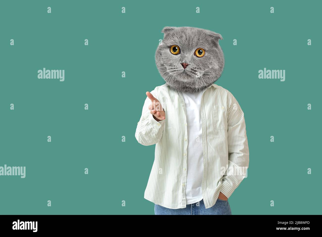 Cute Scottish fold cat with human body on green background Stock Photo ...