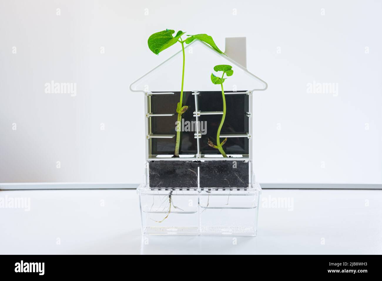 Plants grow towards light hi-res stock photography and images - Alamy