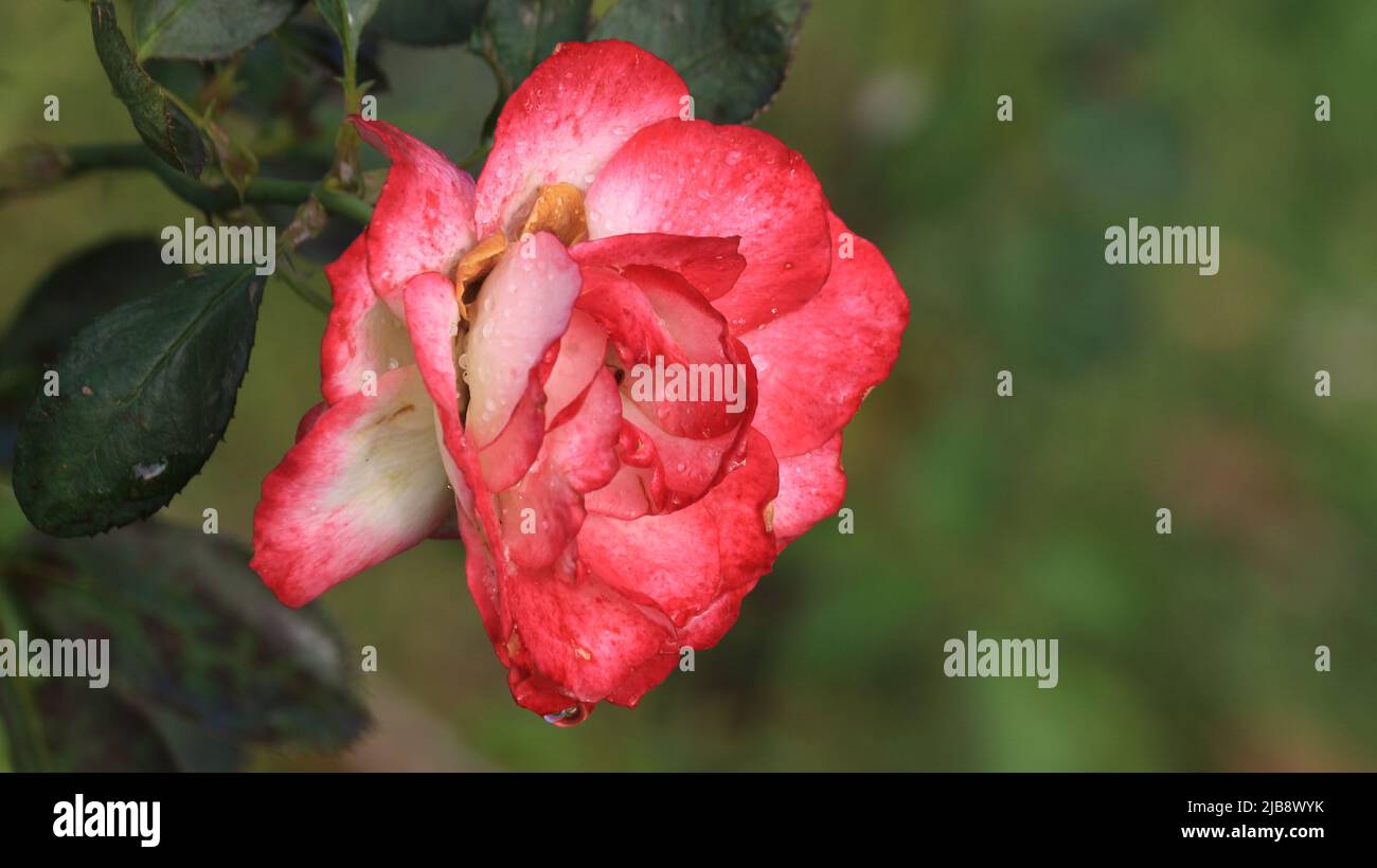 Close-up of the beauty of Double Delight Rose on a natural background ...