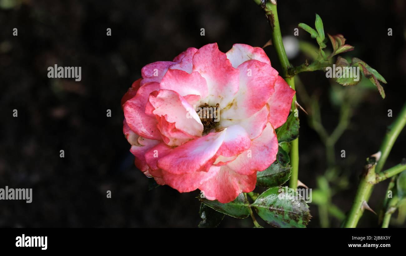 Close-up of the beauty of Double Delight Rose on a natural background ...