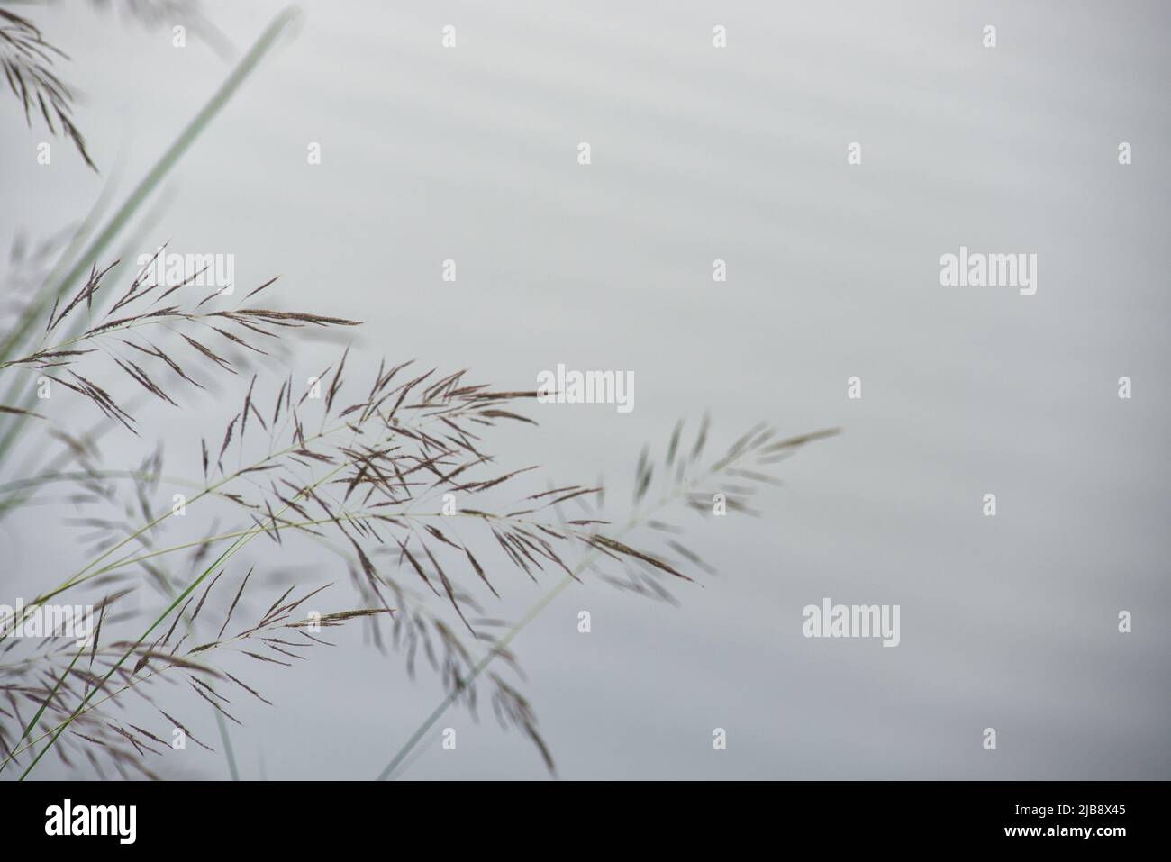 Strands of grass near a water body in a tropical forest Stock Photo - Alamy