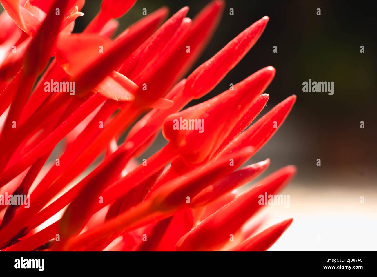 Macro abstract real beauty nature cute background. Small bright red ...