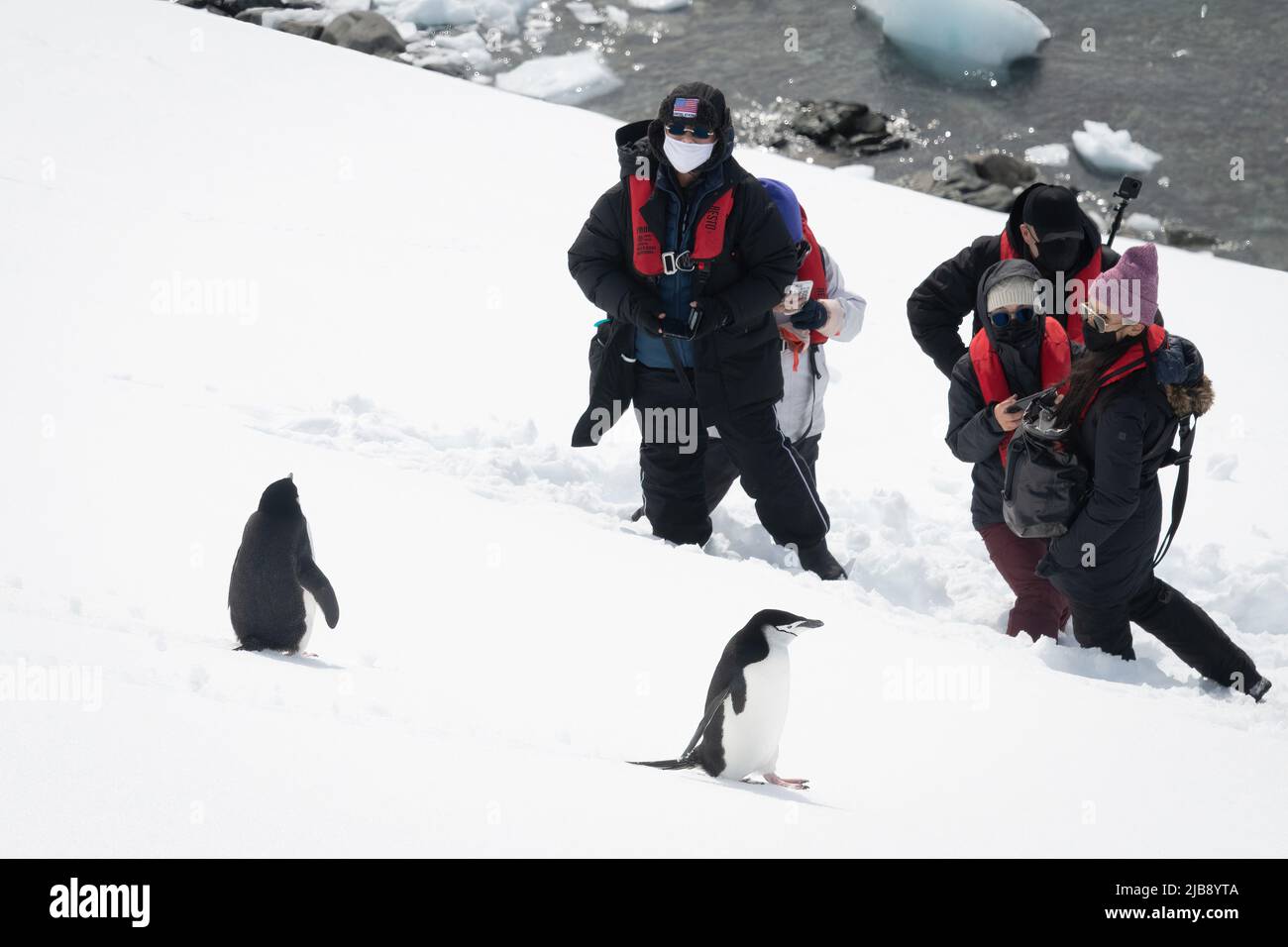 Photographers shoot two chinstrap penguins near water Stock Photo - Alamy