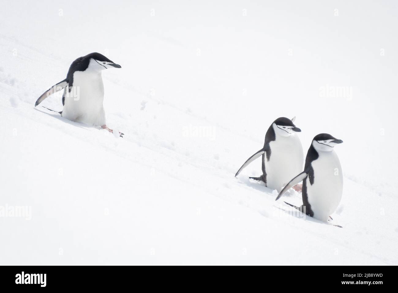 Three chinstrap penguins sliding down snowy slope Stock Photo - Alamy