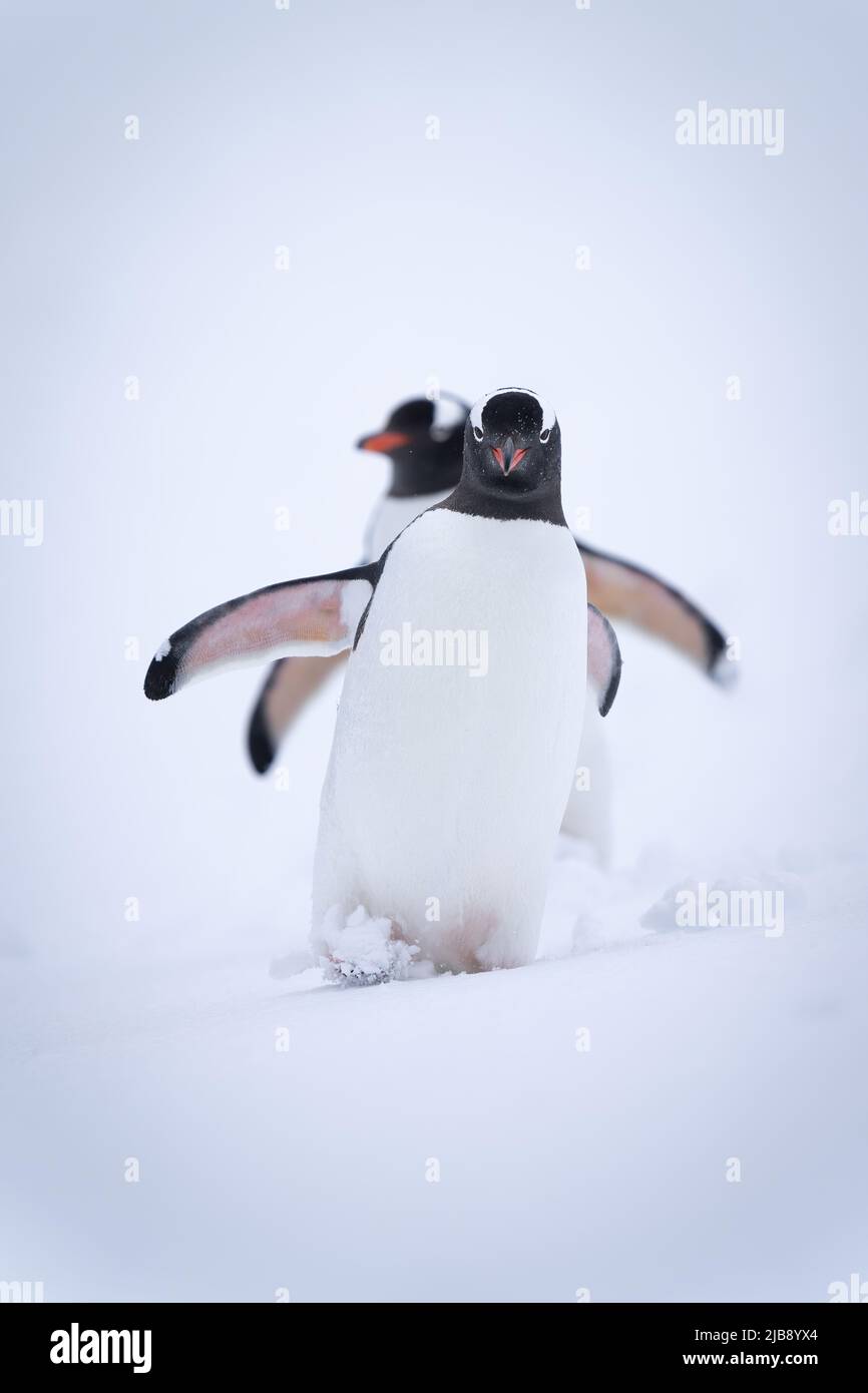 Two gentoo penguins waddle down slope together Stock Photo - Alamy
