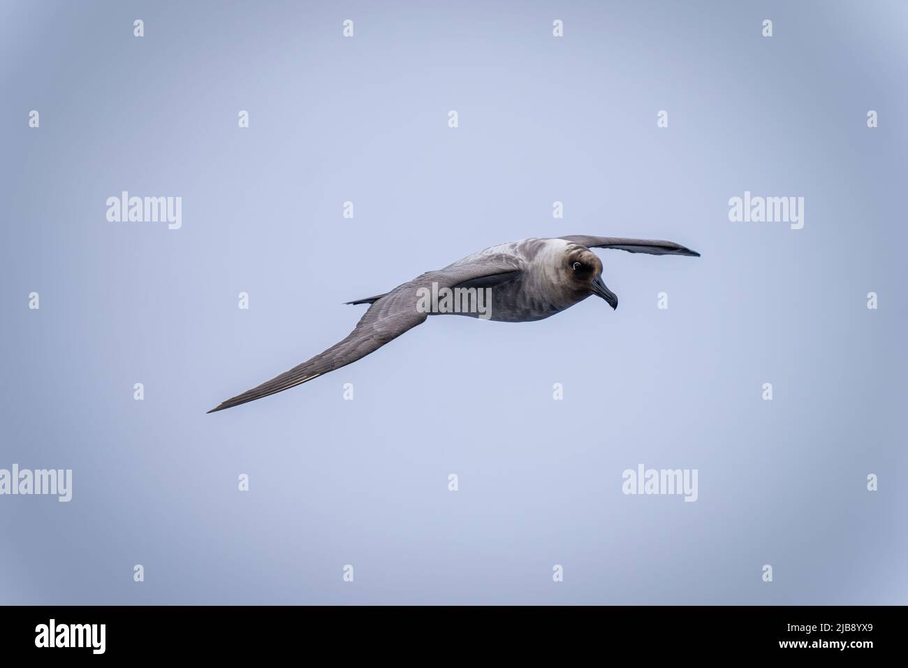 Southern giant petrel gliding in blue sky Stock Photo - Alamy