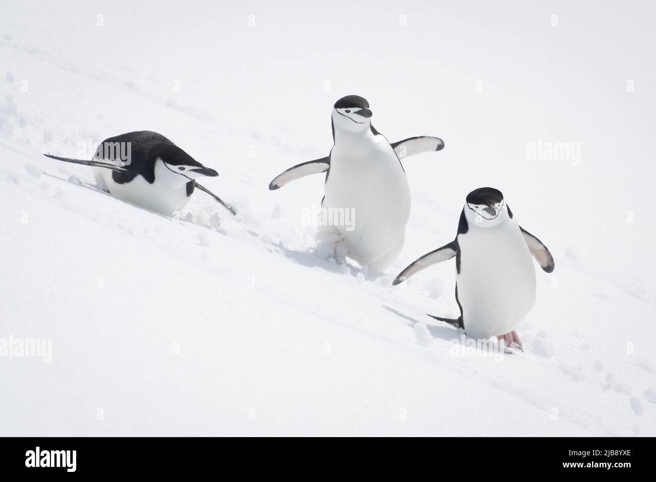 Penguins slide hi-res stock photography and images - Alamy
