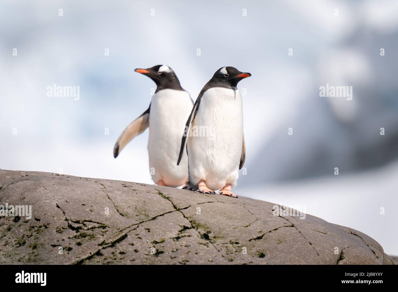 Two gentoo penguins stand on rock in sunshine Stock Photo - Alamy