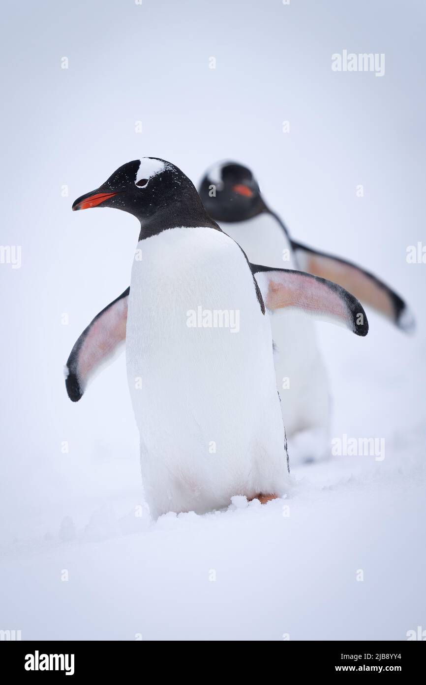 Two gentoo penguins walk through snow together Stock Photo - Alamy