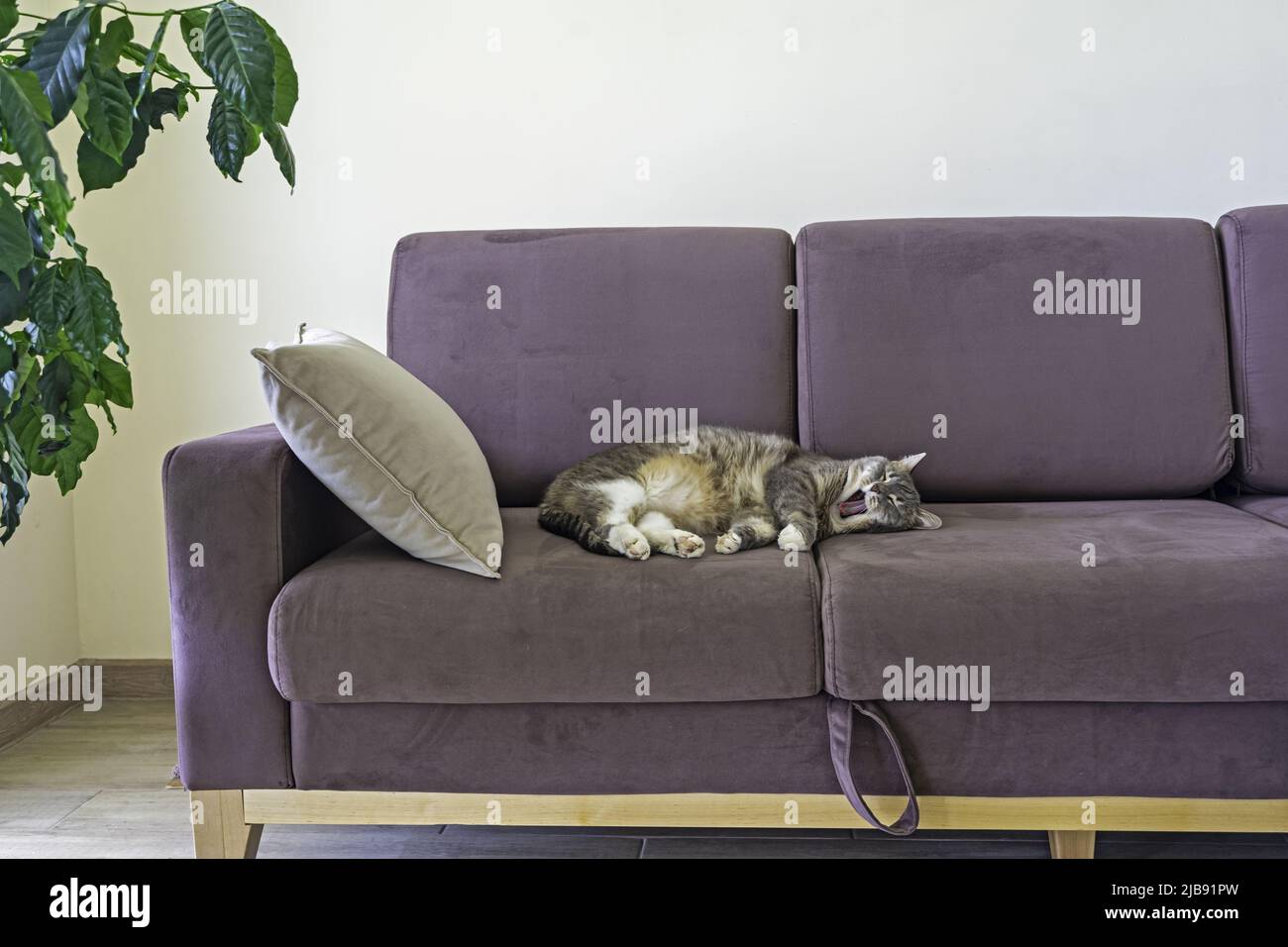 Adorable cat relaxing and yawning on the sofa at home Stock Photo - Alamy
