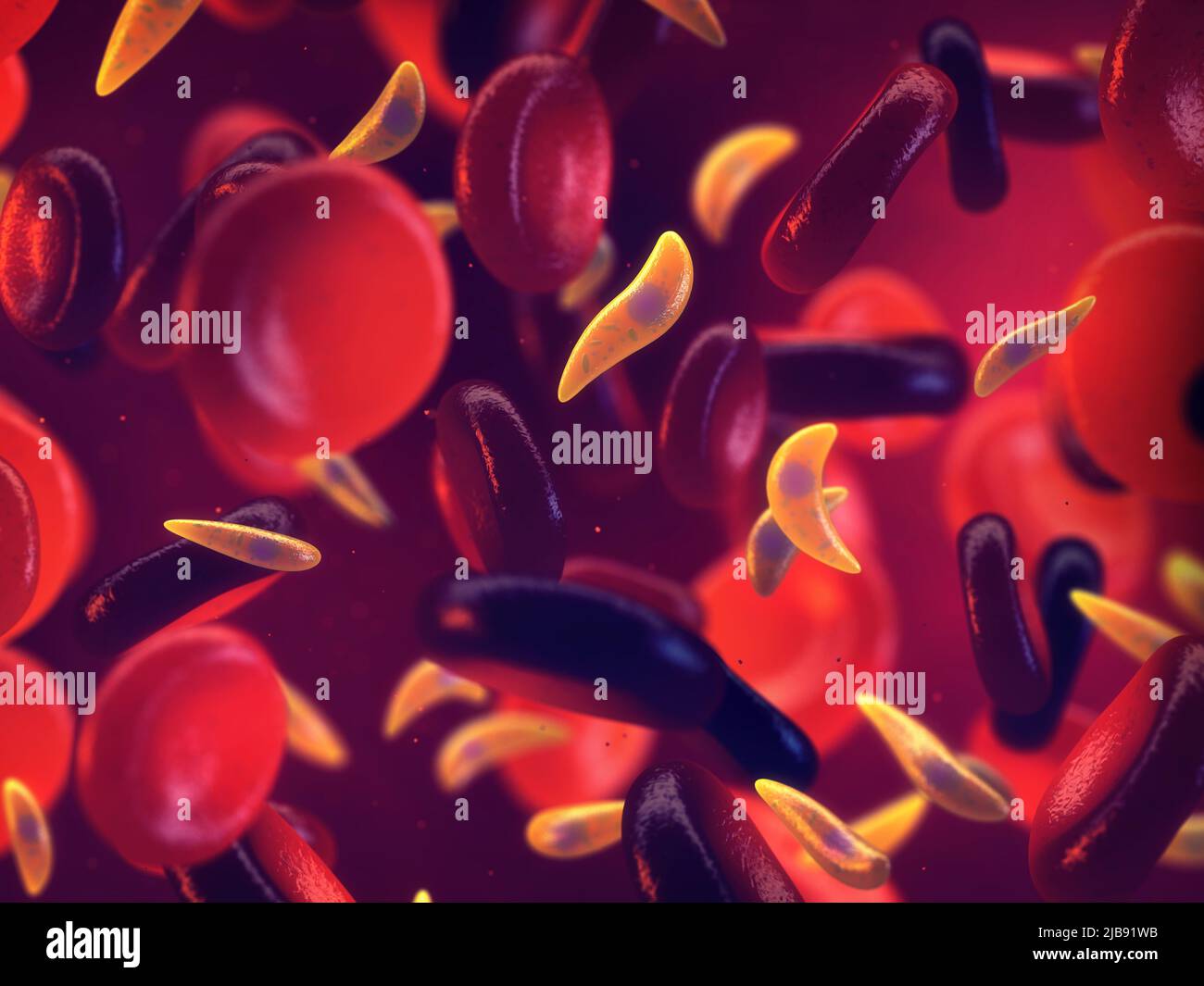 Toxoplasma Gondii tachyzoites in the blood. Toxoplasmosis infection is ...