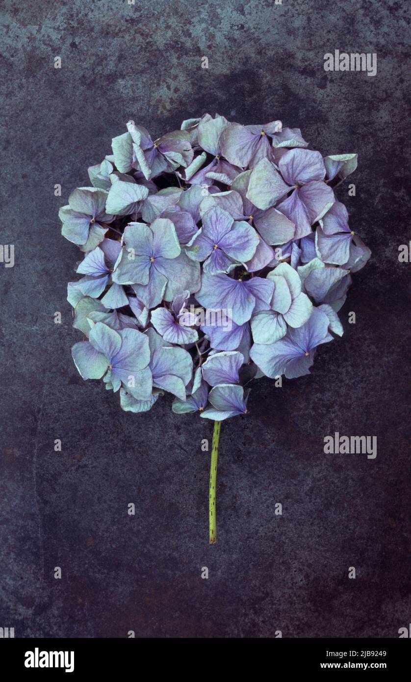 Dried blue flowerhead of Hydrangea lying with stem on tarnished metal ...