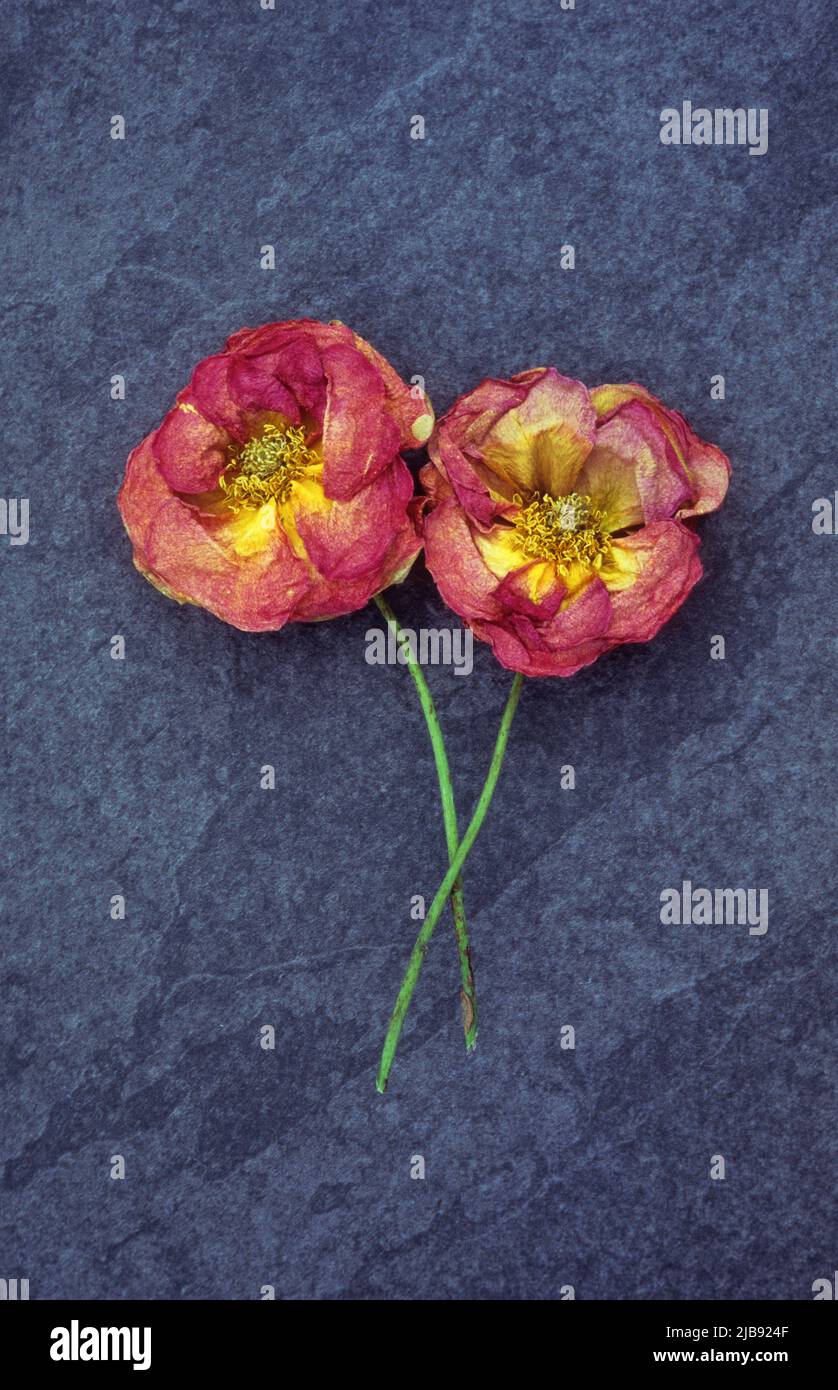 Two dried dark pink and yellow open Peek-a-boo roses lying with their ...