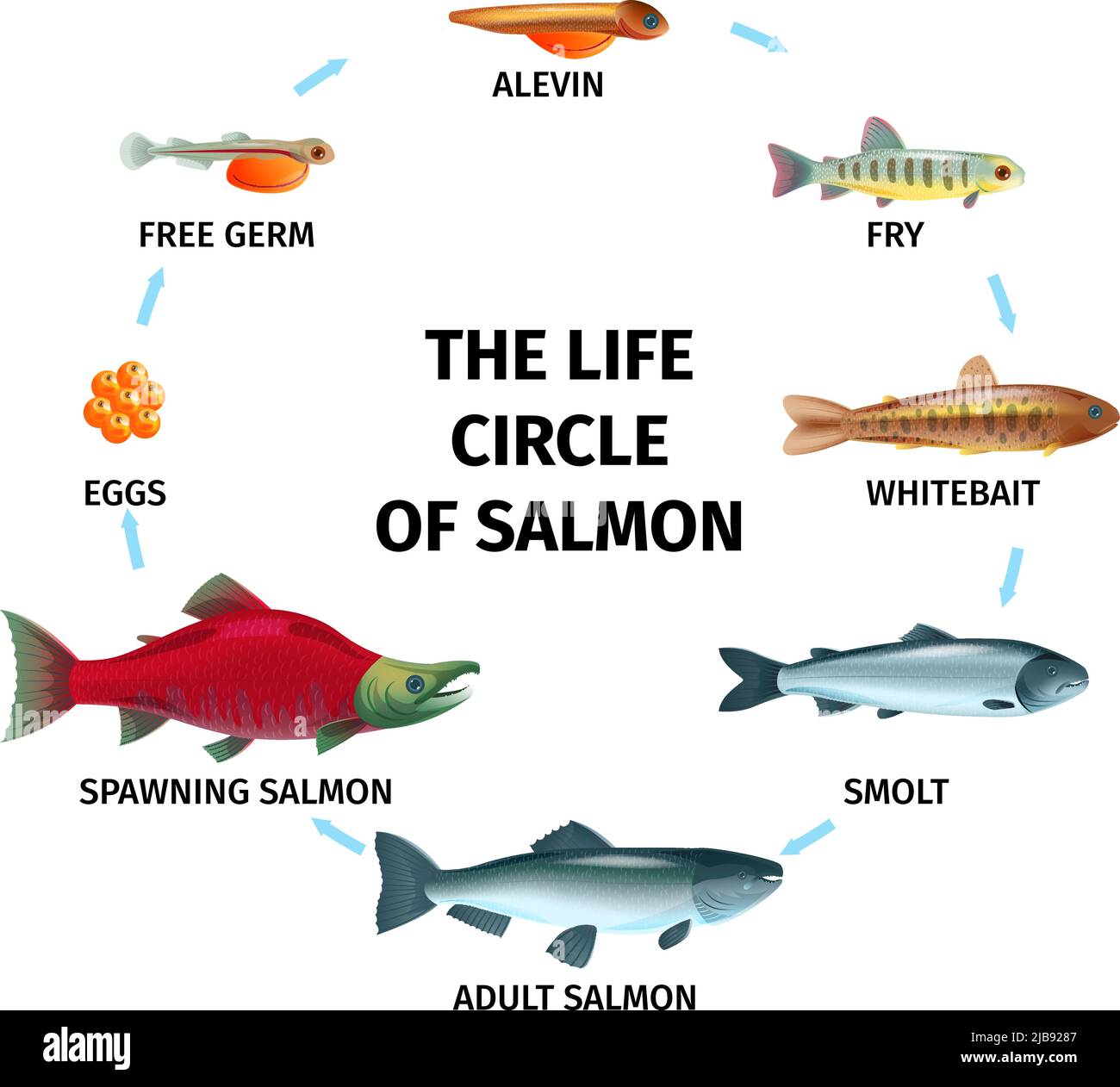 Human Aging Process Clipart Fish