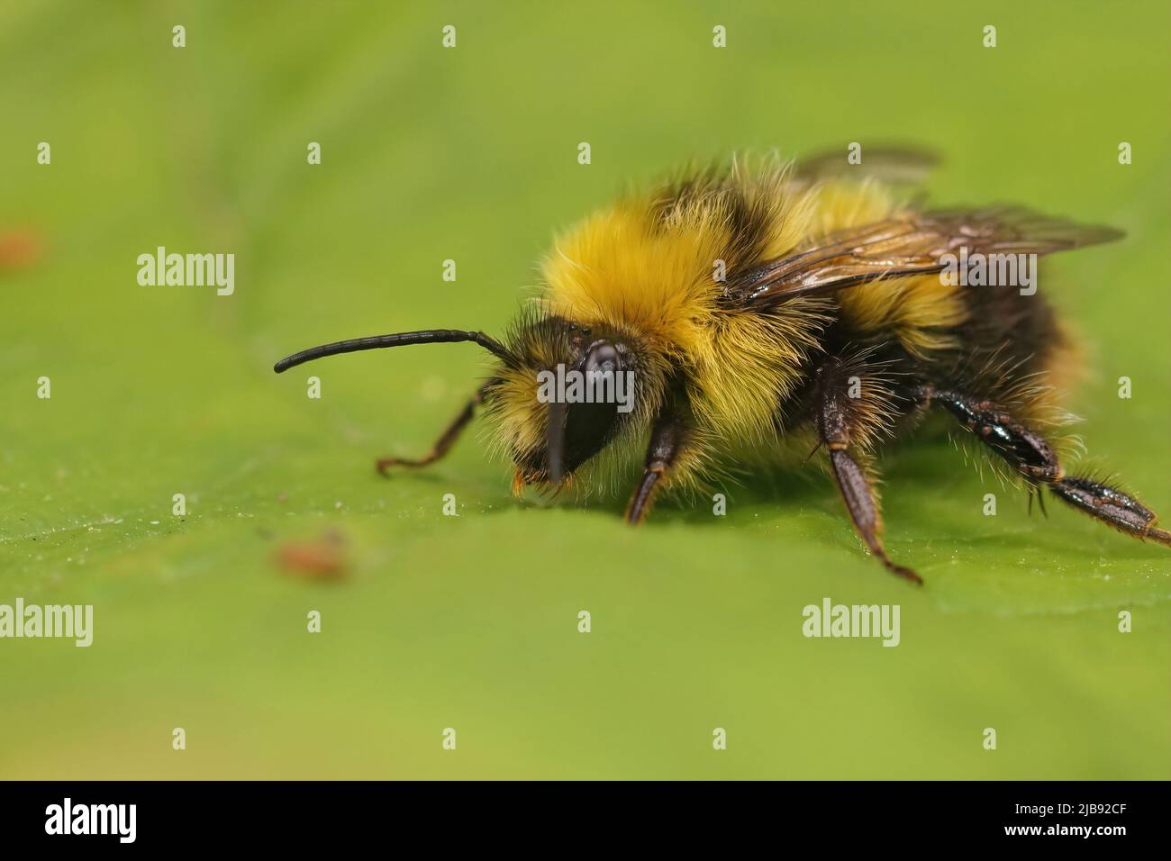 Closeup on a colorful fluffy yellow early-nesting bumblebee Bombus ...