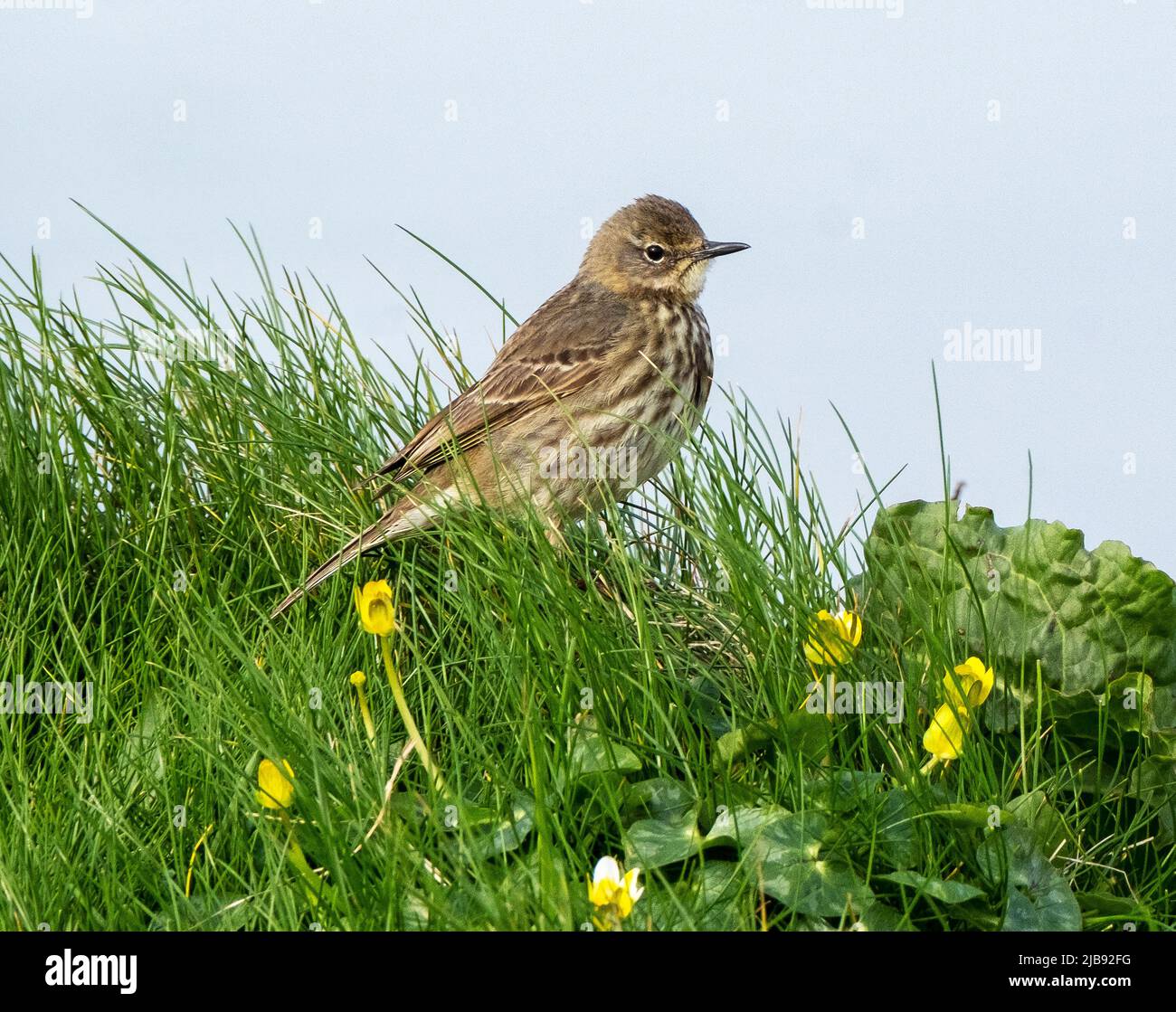 Meadow pipit profile hi-res stock photography and images - Alamy