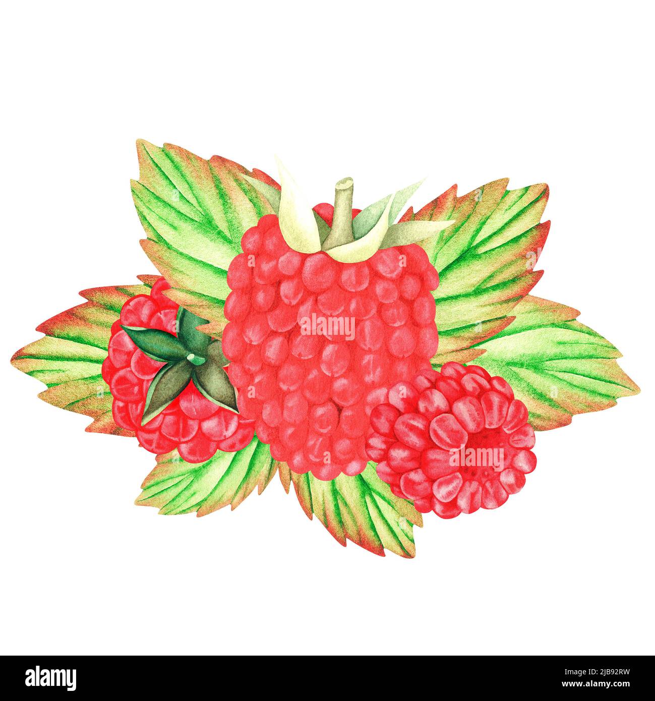 Clipart Raspberry