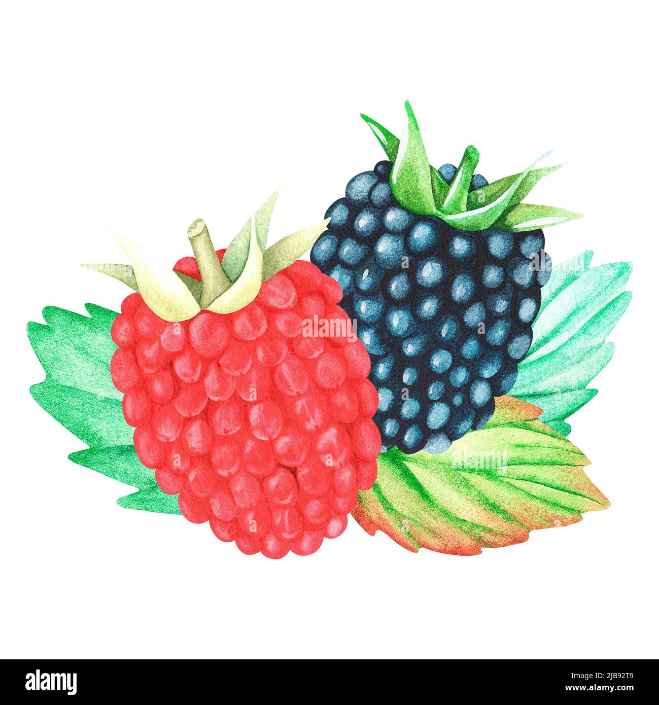 Botanical blackberry illustration hi-res stock photography and images ...