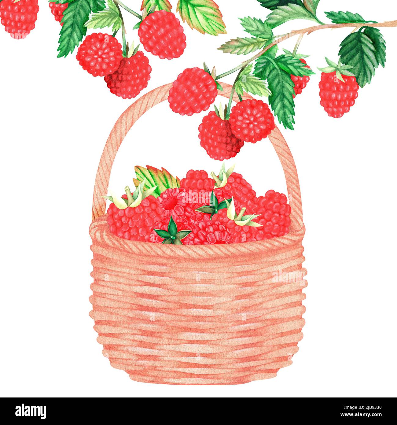 Raspberries in the basket. Watercolor illustration. Isolated on a white ...