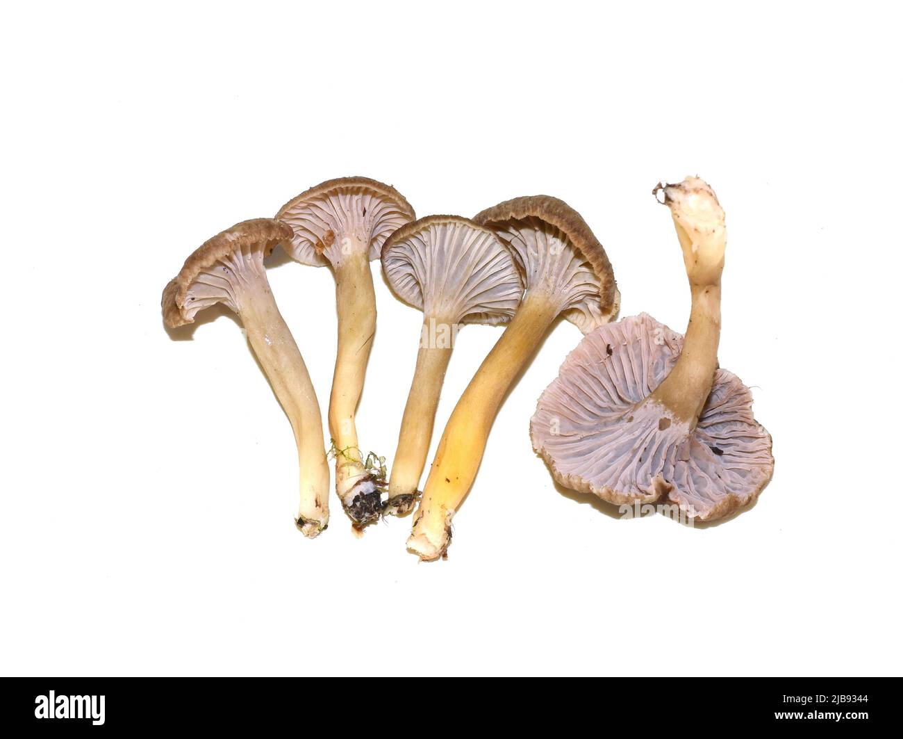 Fresh yellowfoot chantarelles Craterellus tubaeformis isolated on white ...