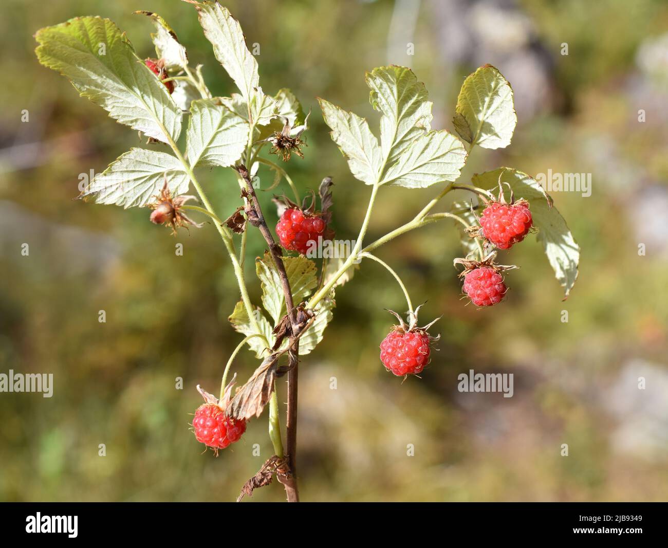 Ripe wild raspberries Rubus idaeus growing in a forest Stock Photo - Alamy