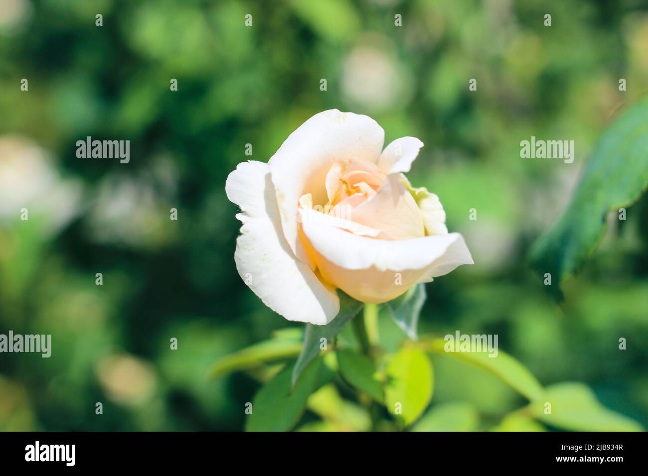 Beautiful Selection Rose Close-up in Summer Sunny Garden. Romantic ...