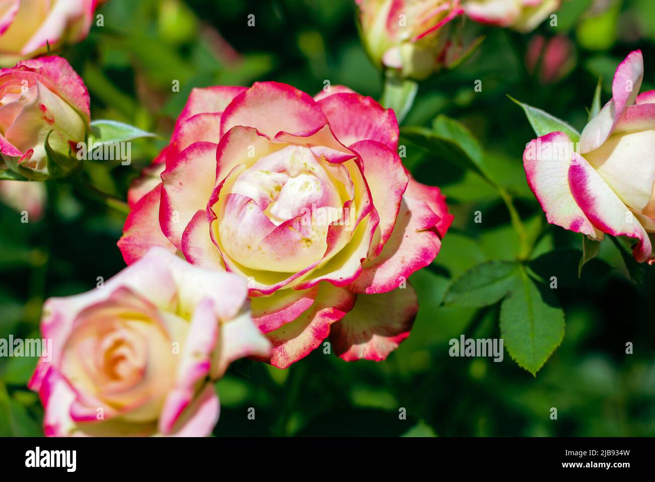 Beautiful Selection Rose Close-up in Summer Sunny Garden. Romantic ...