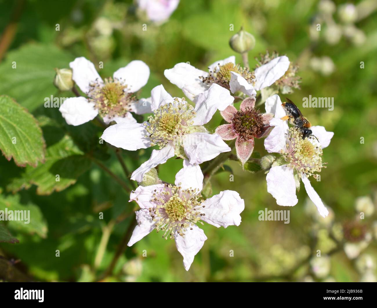 Entomology pollinate flower hi-res stock photography and images - Alamy