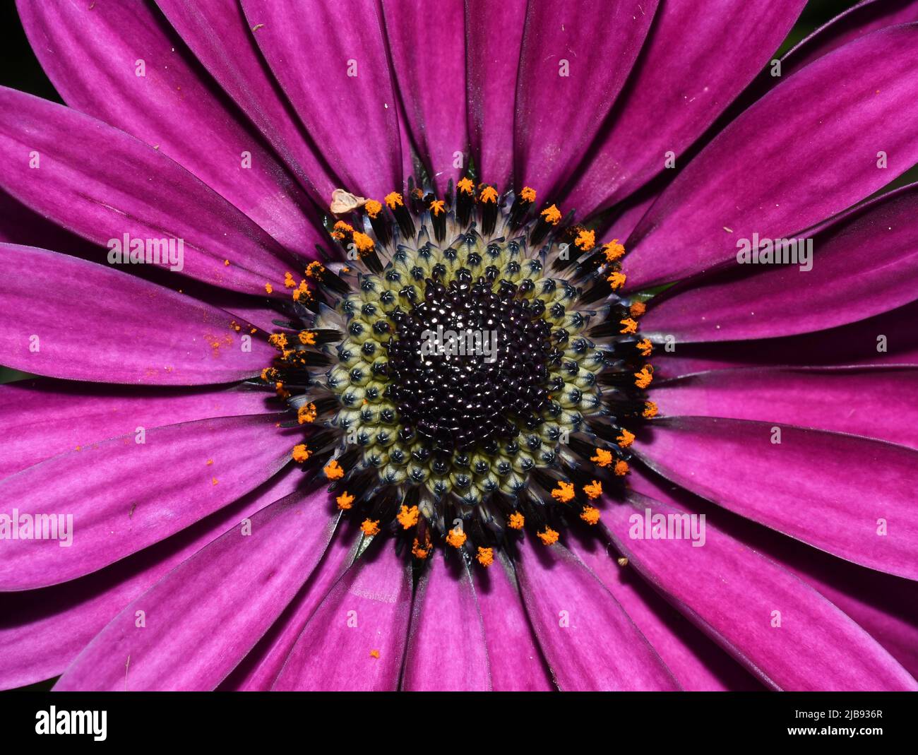 Marguerite daisy flower hi-res stock photography and images - Alamy