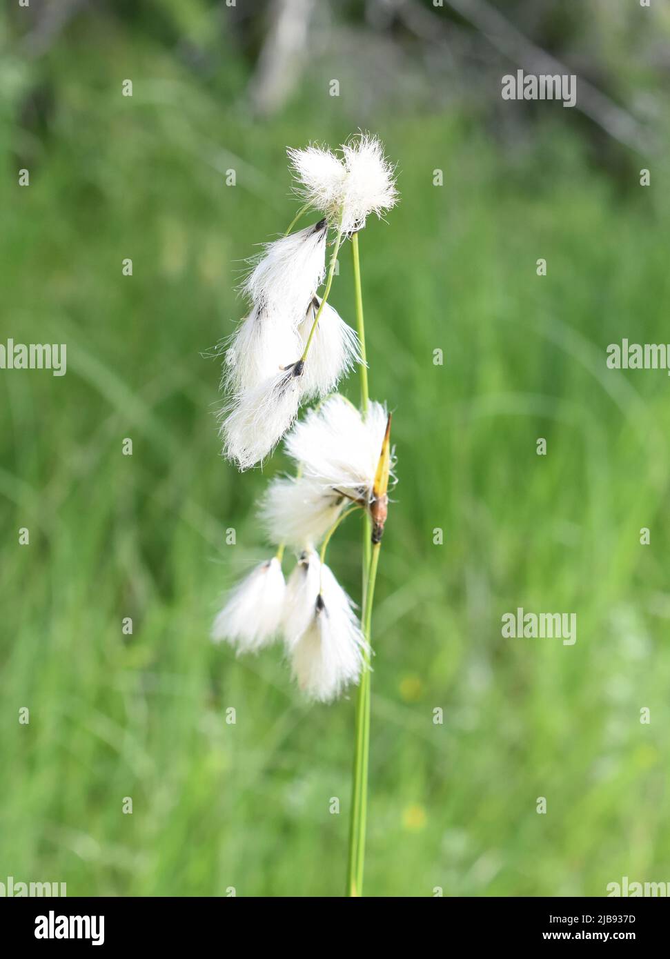 Closeup on the fluffy seeds of a cottongrass eriophorum angustifolium ...