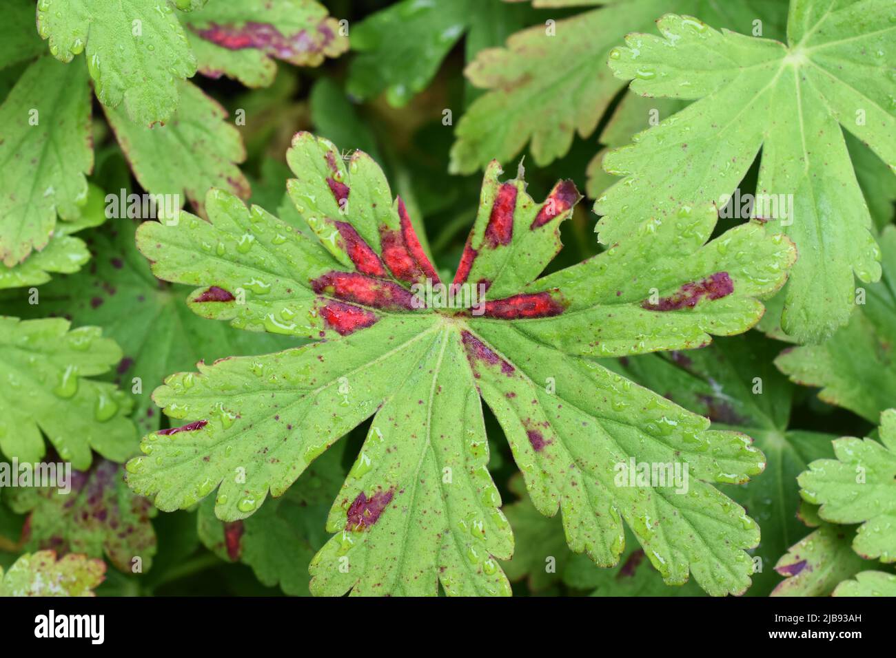Cranesbill Geranium leaf getting red in autumn Stock Photo - Alamy
