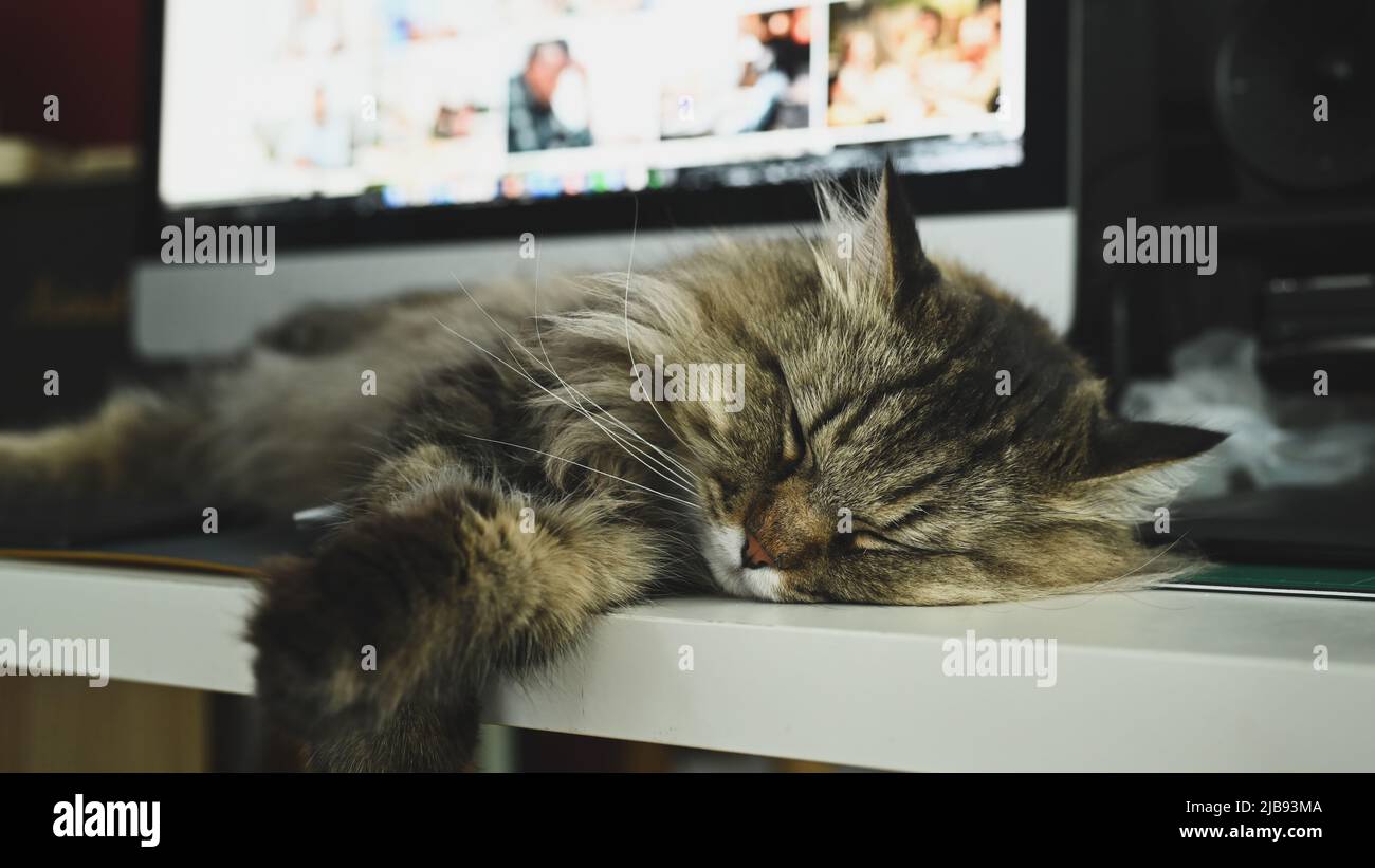 Sleeping cat computer hi-res stock photography and images - Alamy