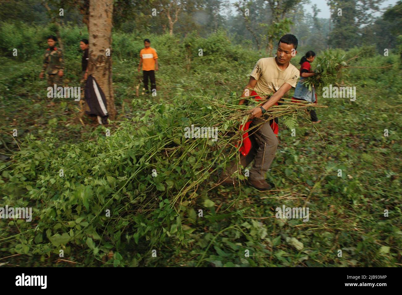 Men clearing the forest for army activities Stock Photo - Alamy